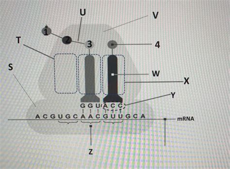 Solved Use The Genetic Code Table And The Image Of Chegg