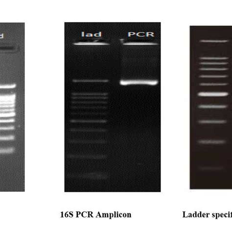 16s Rdna Sequence Of Rd20 Download Scientific Diagram