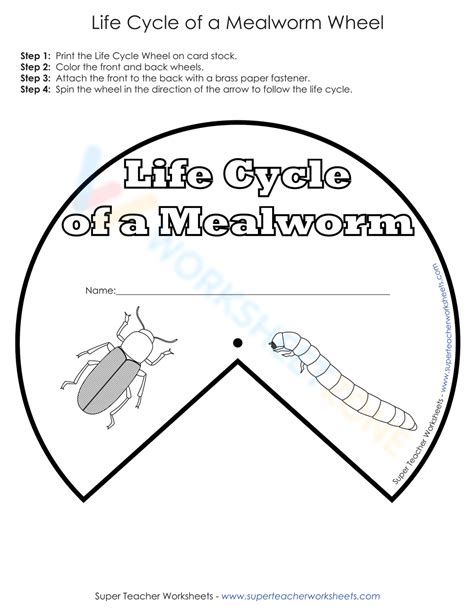 Life Cycle Of A Mealworm Wheel Worksheet