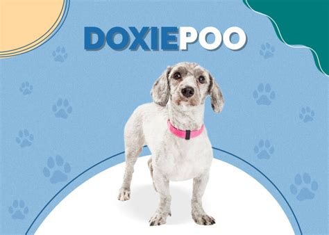 Doxiepoo Dachshund And Toy Poodle Mix Info Pictures And Traits Hepper