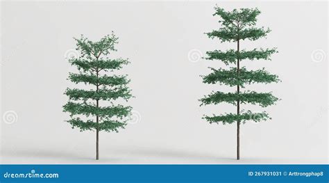 3d Illustration Of Terminalia Mantaly Tree Isolated On White Background