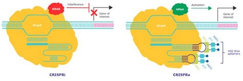 Crispri And Crispra Genetic Screening