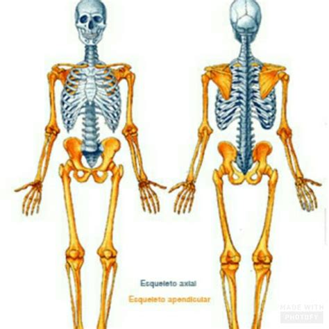 Esqueleto Axial Y Apendicular Huesos Del Cuerpo Esqueleto Axial
