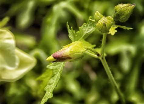 Budding Sally Hale Flickr