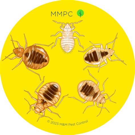 Bed Bugs Mmpc