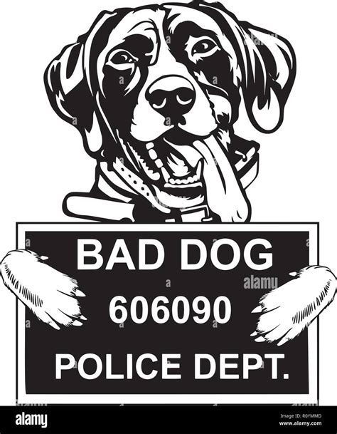 Deutsch Kurzhaar Pointer Hunderasse Kopf Isoliert Pedigree Pet Portrait