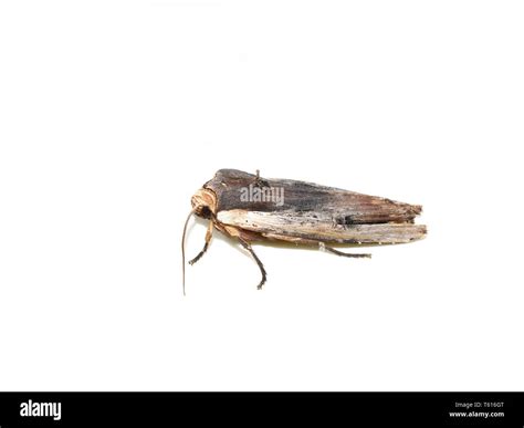 The Red Sword Grass Moth Xylena Vetusta Isolated On White Background