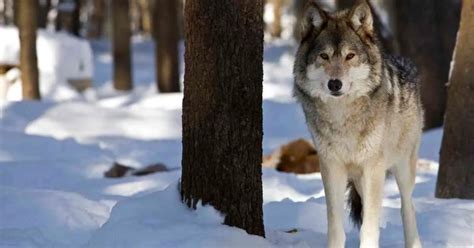 Peacock Behavior Animalbehaviorcorner