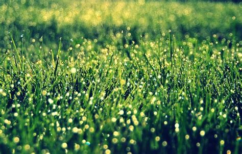 Grass Wallpaper Widescreen Grass Wallpaper Widescreen
