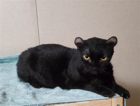 House Panther Rcats