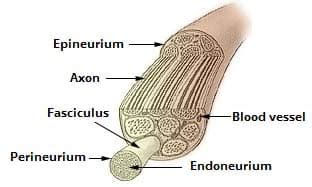 Anatomy Of Nerves Classification Neurones TeachMeAnatomy