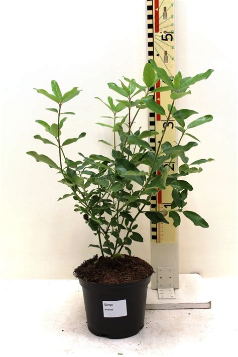 Garrya X Thuretii — Plant Wholesale Floraccess