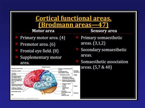 Physiology Of Cerebral Cortex Cerbral Cortex Ppt