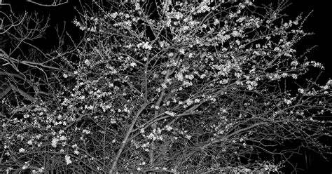 Book Launch And Signing Neil Drabble Closer The Photographers Gallery