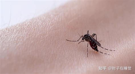 蚊子总叮你？避蚊胺为啥能驱蚊？从嗅觉差异揭秘蚊子的“小秘密” 知乎