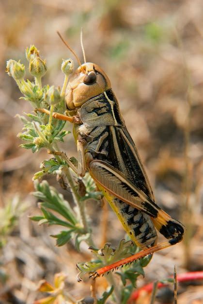 Premium Photo Grasshopper Macro