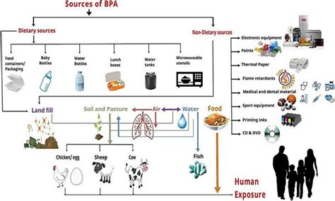 Bpa Or Bisphenol A Is It Safe Bpa Health Effects