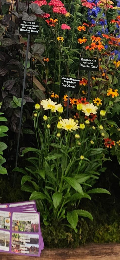Leucanthemum Ooh La Lacrème Proctors Nursery