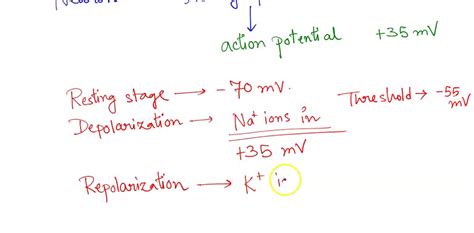 Solved Draw The Action Potential For Each Type Of Cell Listed Below