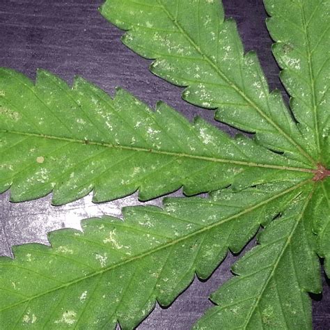 Member Blog Whats In Your Garden Identifying Preventing And