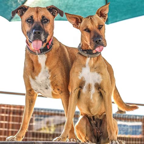 Behavior Modification K9 Activity Club