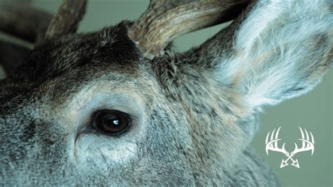 Deer Eye Colour