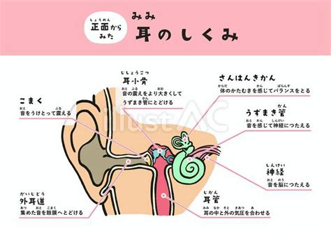 耳の構造イラスト 耳 後ろから イラスト 耳の構造・解剖図（登録販売者試験） Tise
