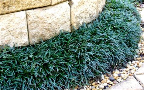 Buy Dwarf Mondo Grass Plants Free Shipping 36 Pack Of 35 Pots Wilson Bros Gardens