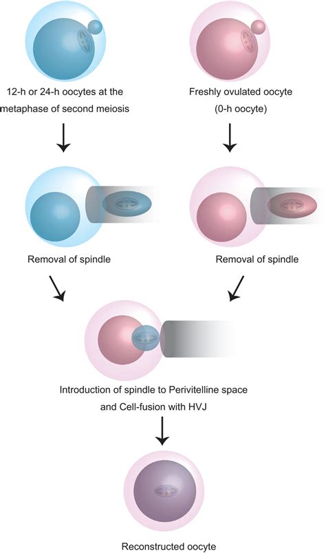 Schematic Representation Of Oocyte Spindle Transfer To Produce Mice