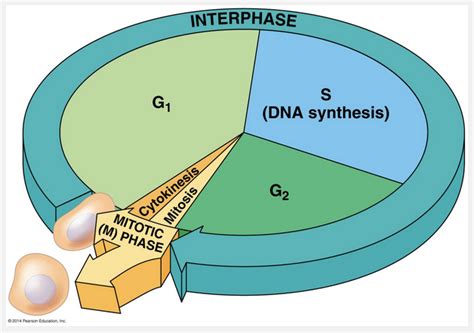 Ch 12 The Cell Cycle Dynamic Study Module Flashcards Easy Notecards