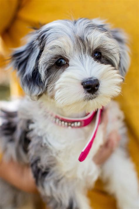 Sheepadoodles — Heritage Doodles