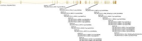 Phenotypic Variability In Cases With Cacna1a Mutation Pmc