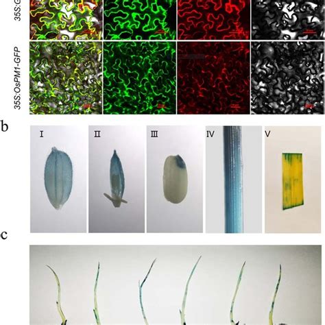 Analysis Of The Expression Pattern Of Ospm1 A Subcellular Download Scientific Diagram