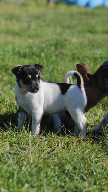 Mini Foxie X Foxy Puppies Dogs And Puppies Gumtree Australia Golden