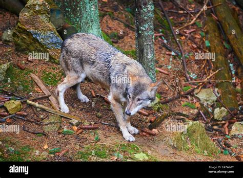 The Wolf Canis Lupus Also Known As The Gray Or Grey Wolf In Natural