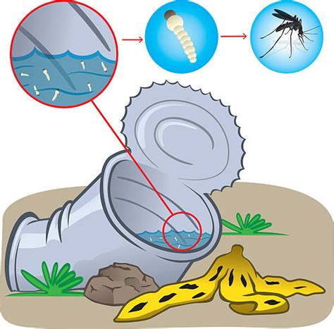 Dengue Vectores Libres De Derechos Istock