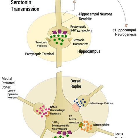 Normal Functioning Serotonergic Neuron The Schema Depicts A Normally