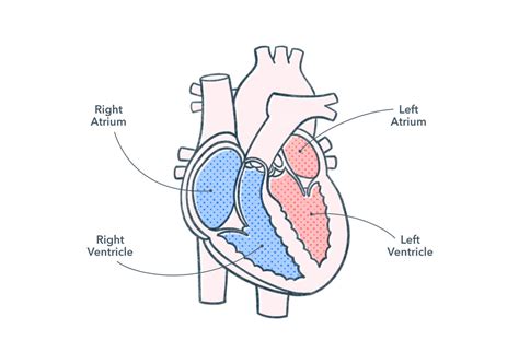 Human Heart Diagram Simple
