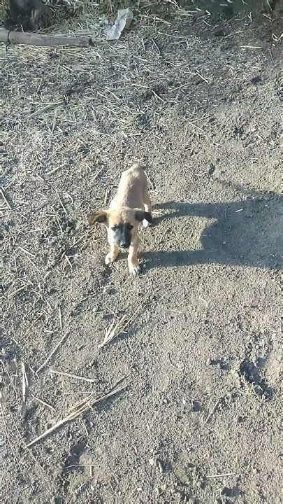 بوسني بوس Youtube