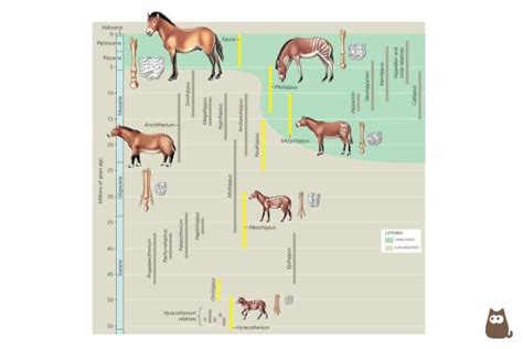 What Is The Origin And Evolution Of The Horse Stages And Modern Breeds