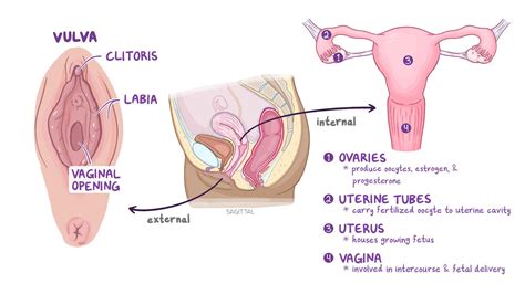 Human Female Reproductive System Parts And Functions