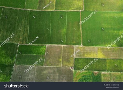 88 Aerial View Beautiful Green Paddy Field Bangladesh Images Stock
