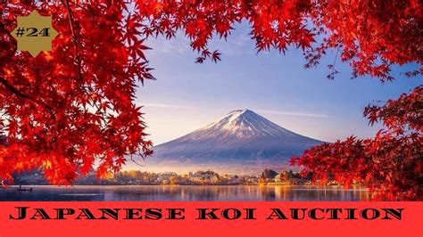 Koi Kichi Auction Youtube