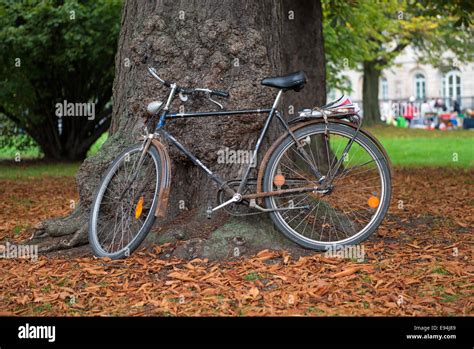 Rustic Bike Leaning Against A Tree With Autumn Leaves Lying On The