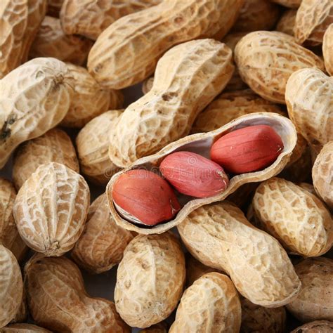 Fresh Peanuts In Shell Close Up Stock Image Image Of Seeds Healthy