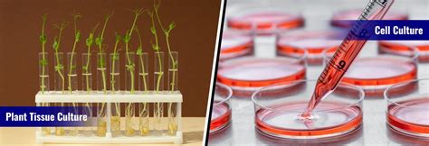 Infection Vs Intoxication In Food Microbiology Whats The Difference