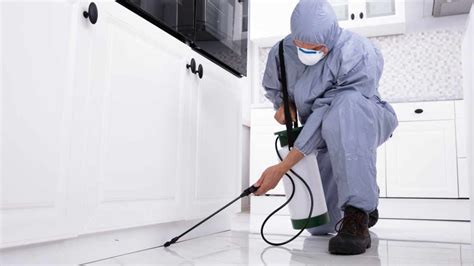 How To Get Rid Of Cockroaches Without Pest Control Effective Diy Methods