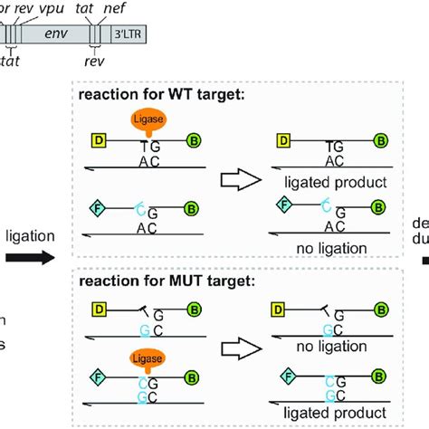 Probe Design Workflow The Probe Design Workflow Is Composed Of Four