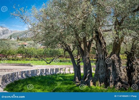 The Oldest Olive Tree In Europe Stock Image Image Of Beautiful Adriatic 114740605