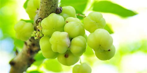 Cultura Verde Antioxidante Por Excelencia La Grosella Iv Parte Y Final
